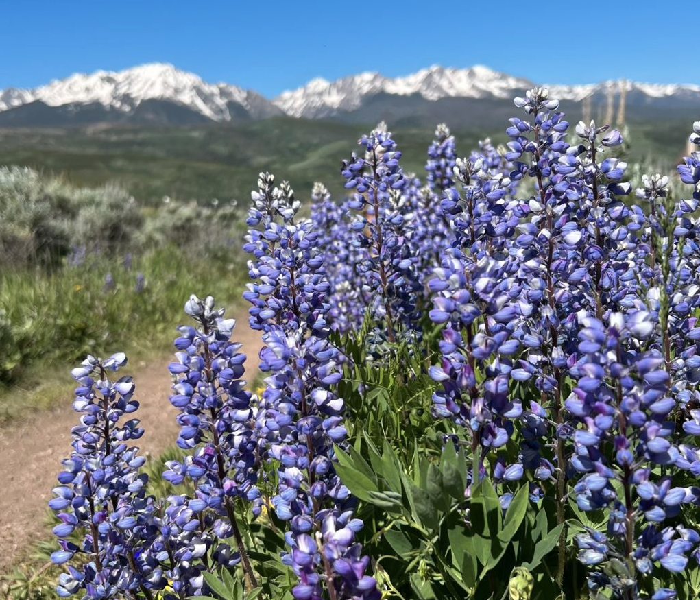 Colorado’s wildflower season should be one of the best ever, but it ...